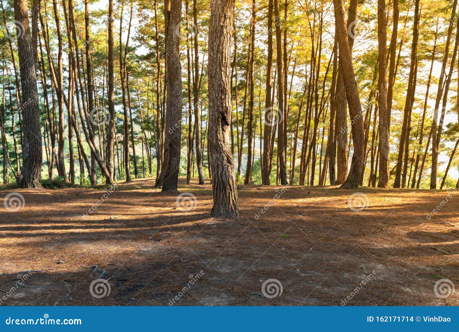 Pine Forest with Sunlight and Shadows at Sunset Stock Photo - Image of ...