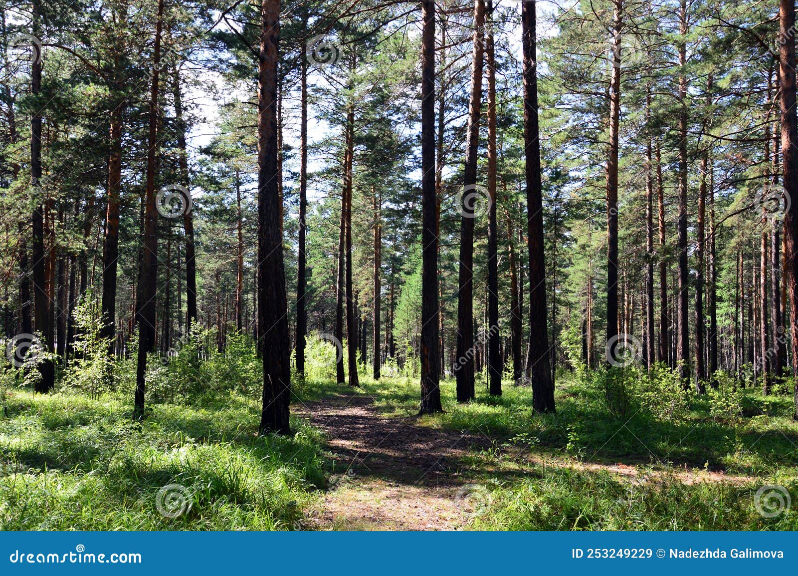 Pine Forest on a Sunny Afternoon at the End of August. Forest Summer ...