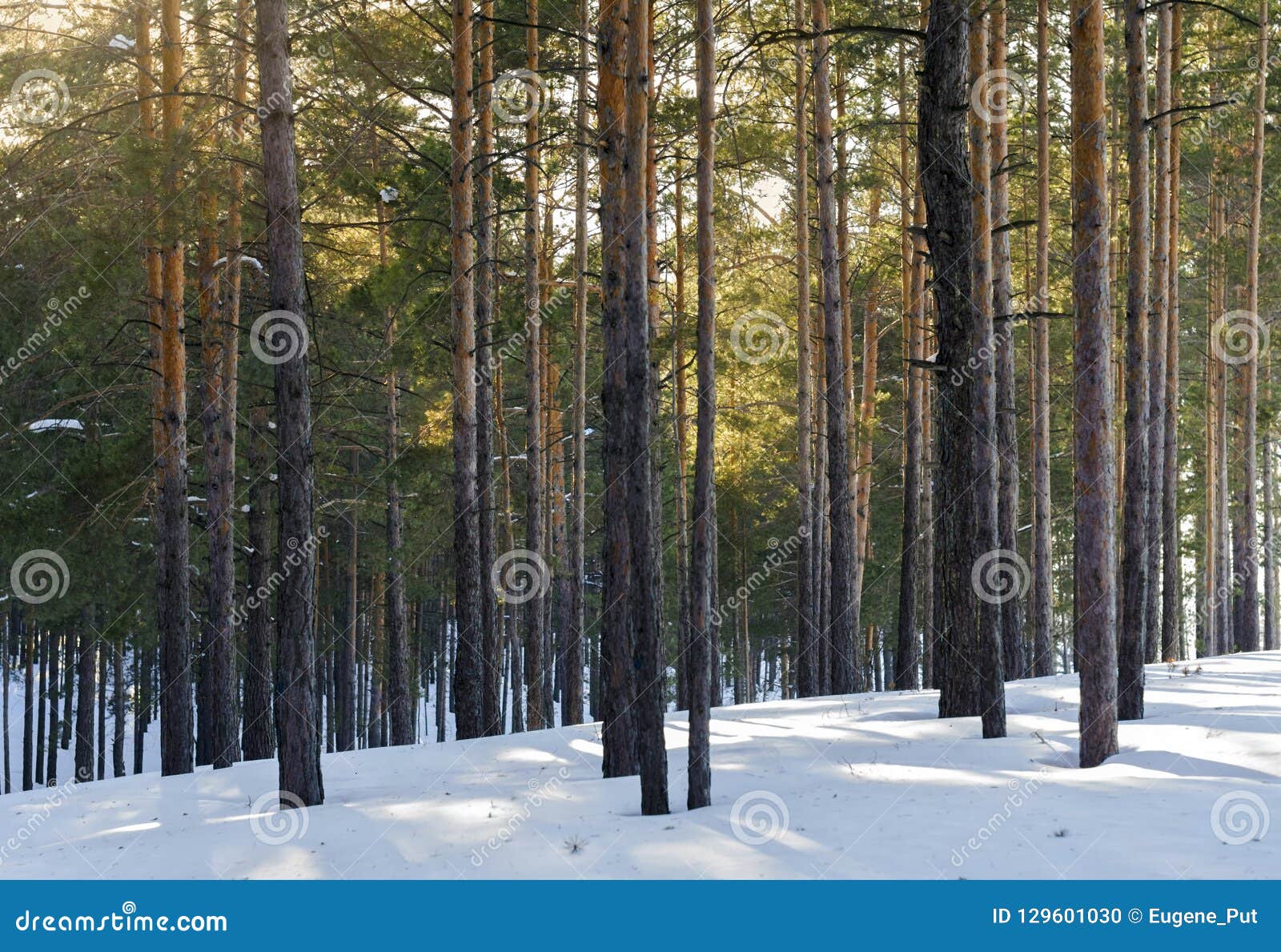 Pine Forest on a Sunny Day in Winter. Tree Shadows in the Snow Stock ...