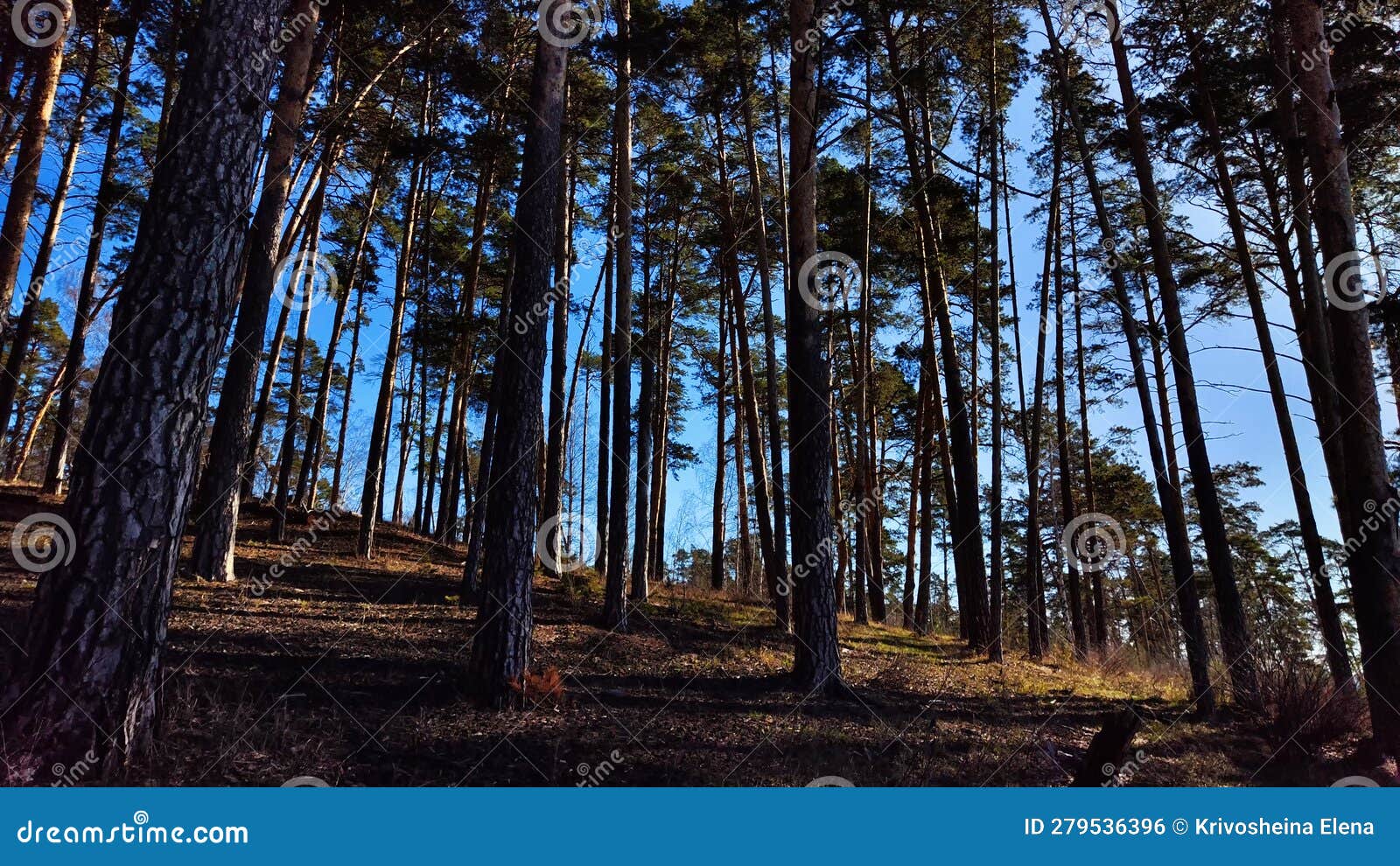 Pine Forest on a Sunny Spring or Summer Day. Landscape with Nature and ...