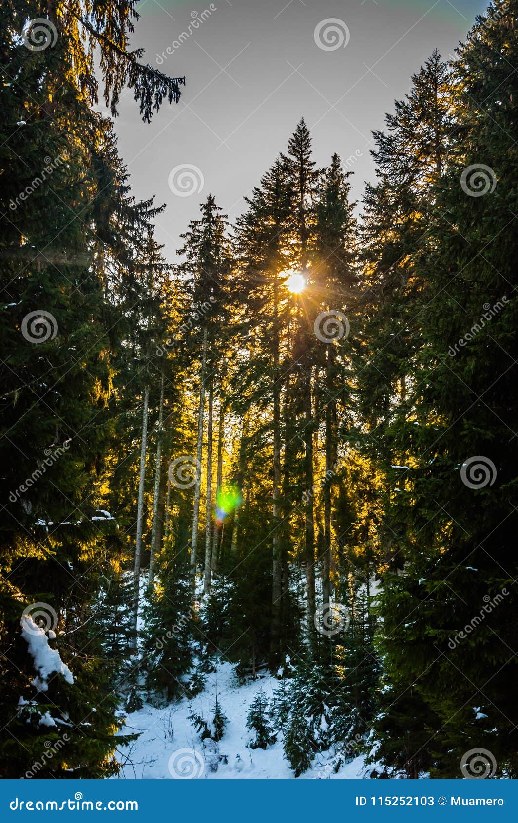 Pine Forest during the Sunny Winter Day Stock Image - Image of high ...
