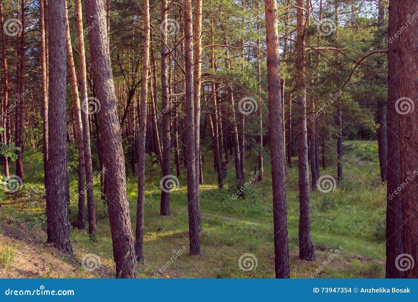 Pine forest on the sunset stock photo. Image of tranquil - 73947354