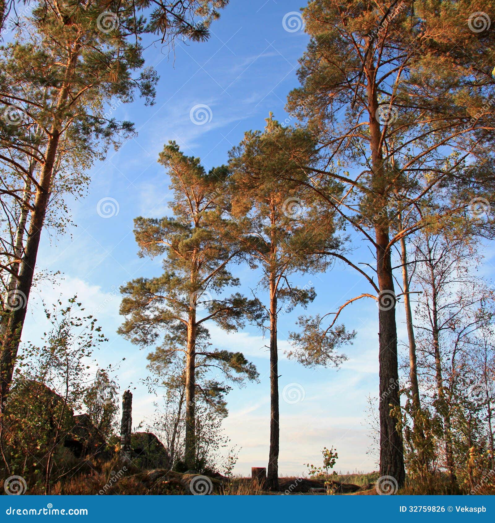 Pine forest at sunset stock photo. Image of sunlight - 32759826