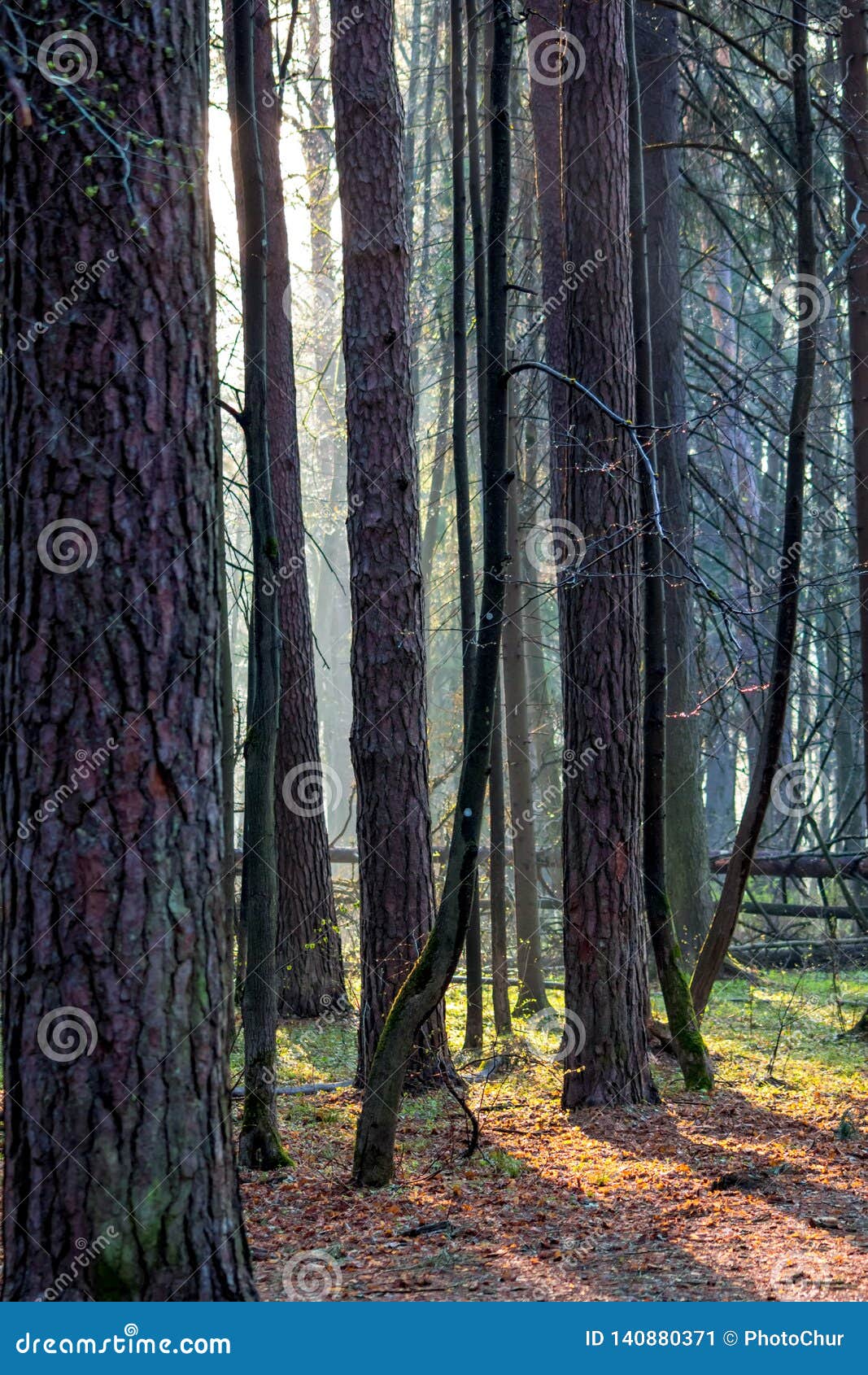 Pine Forest at Sunset after Rain, Sun Rays in the Haze Stock Image ...