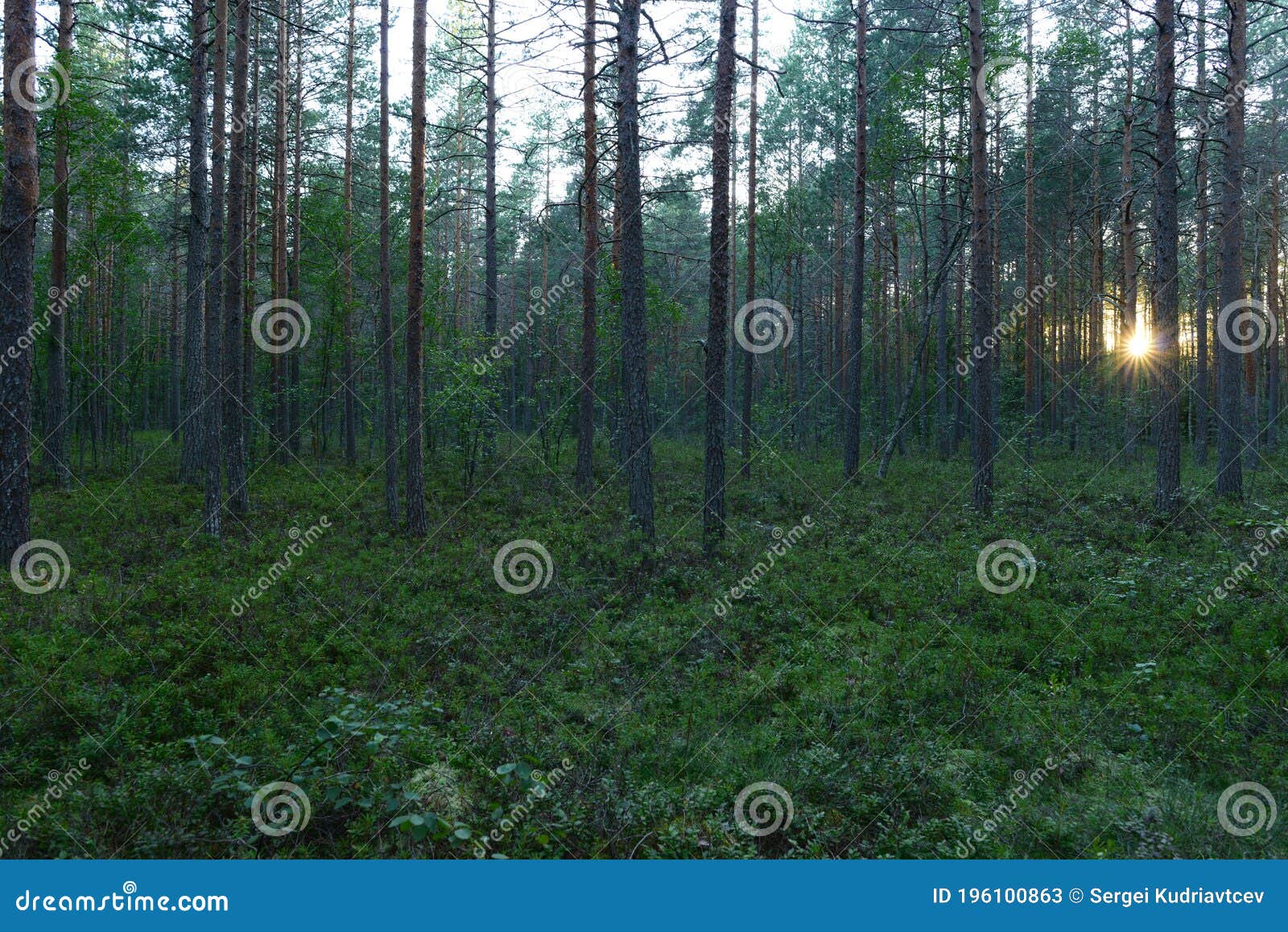 Pine Forest at Sunset on a Summer Evening Stock Image - Image of nature ...