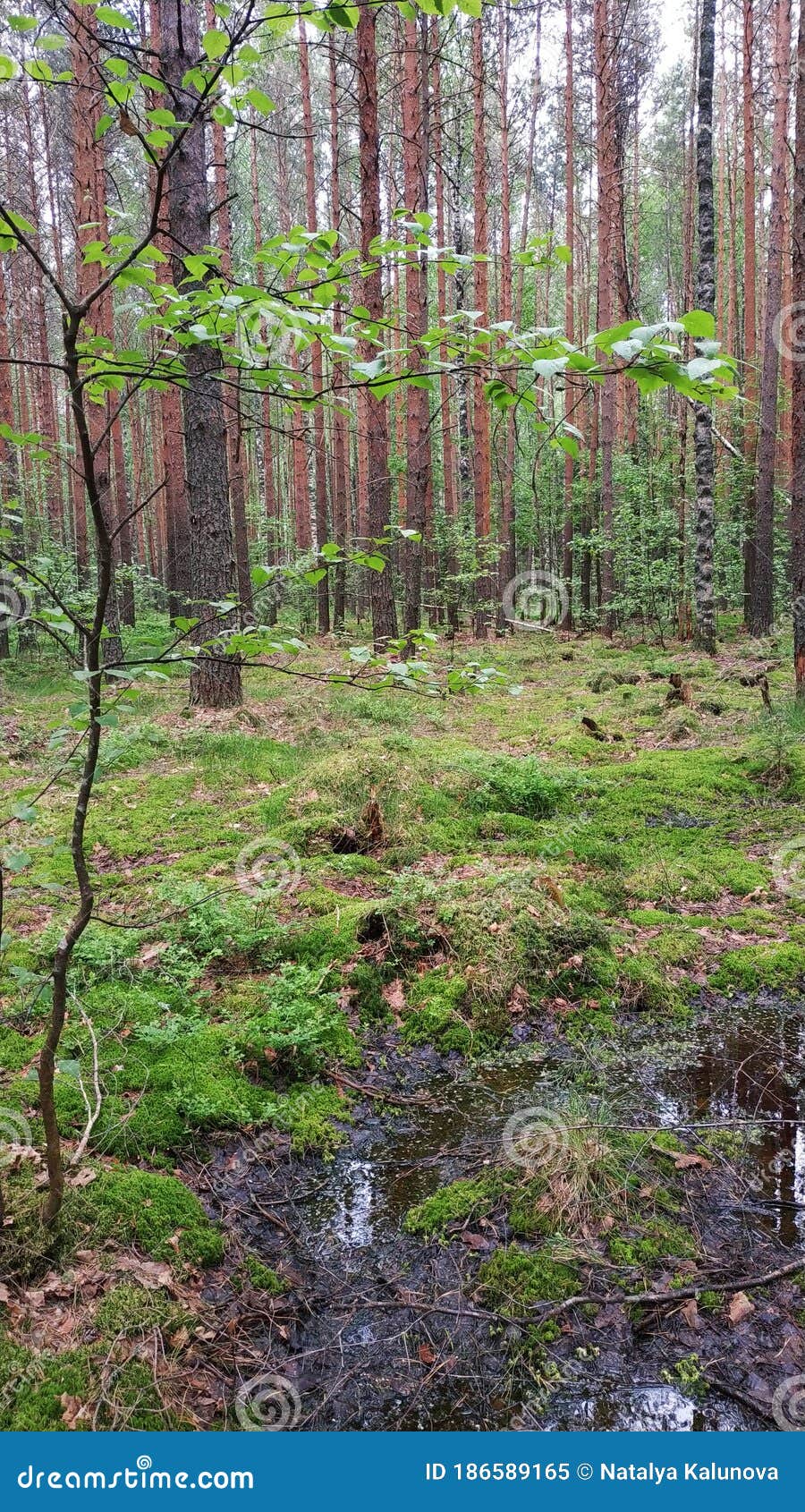Pine forest with swamp stock image. Image of tree, nature - 186589165