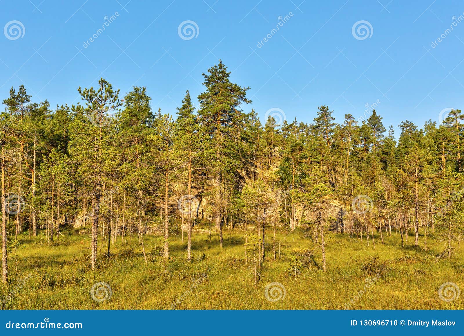 Pine forest in the swamp stock photo. Image of forest - 130696710