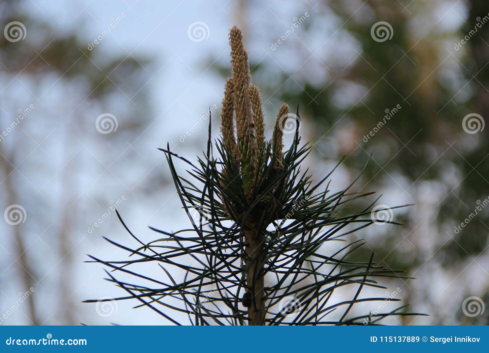 Pine forest. Tall tree stock image. Image of nature - 115137889
