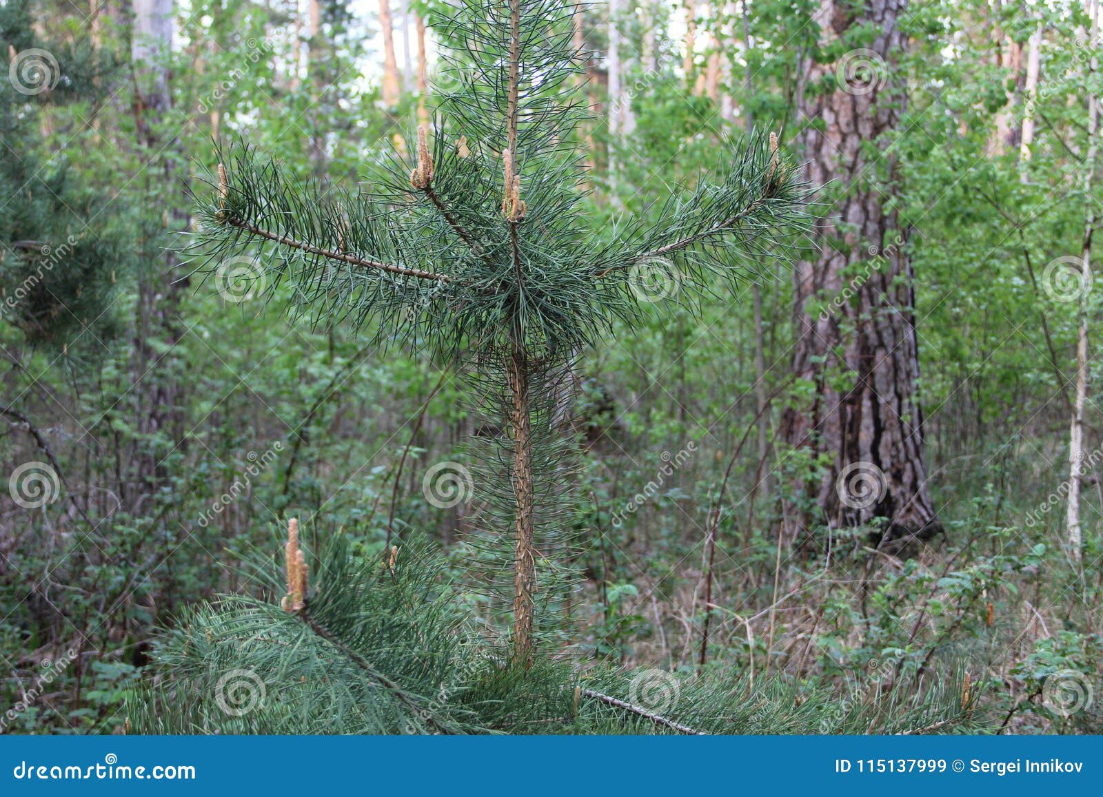 Pine forest. Tall tree stock image. Image of leaf, natural - 115137999