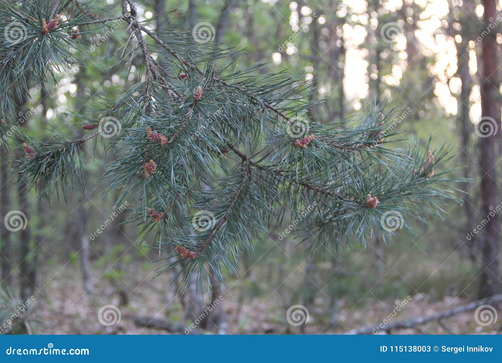 Pine forest. Tall tree stock image. Image of beauty - 115138003
