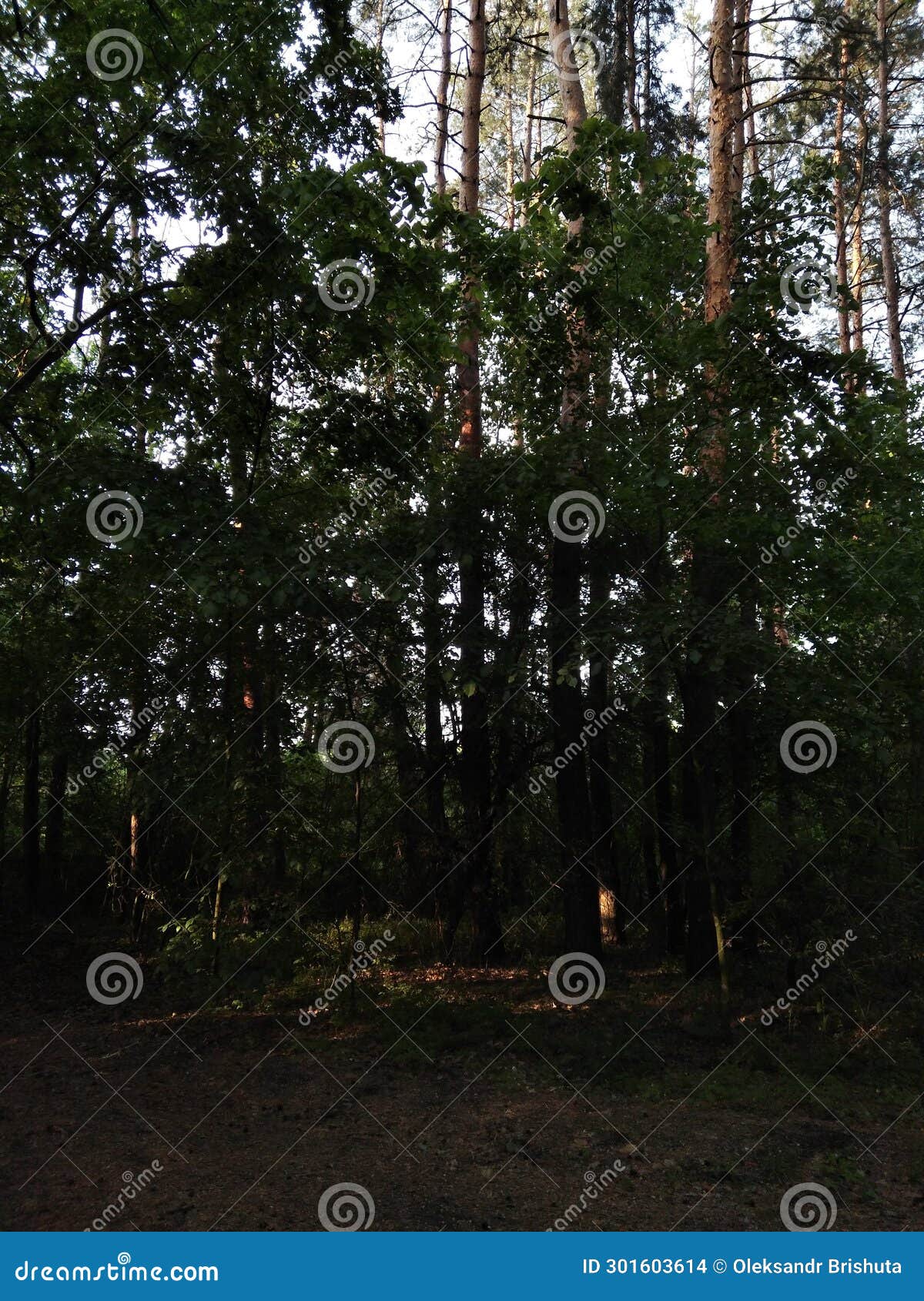 Pine Forest. Tall Tree Trunks. Light and Shadow Stock Photo - Image of ...