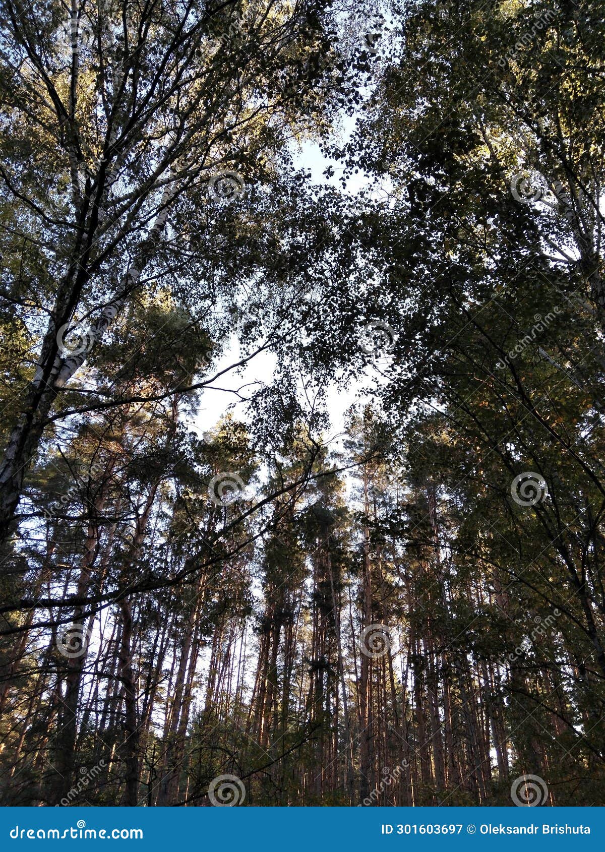 Pine Forest. Tall Tree Trunks. Light and Shadow Stock Image - Image of ...