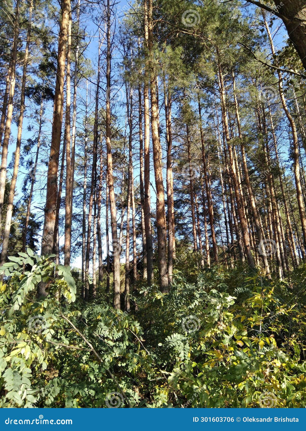 Pine Forest. Tall Tree Trunks. Light and Shadow Stock Photo - Image of ...