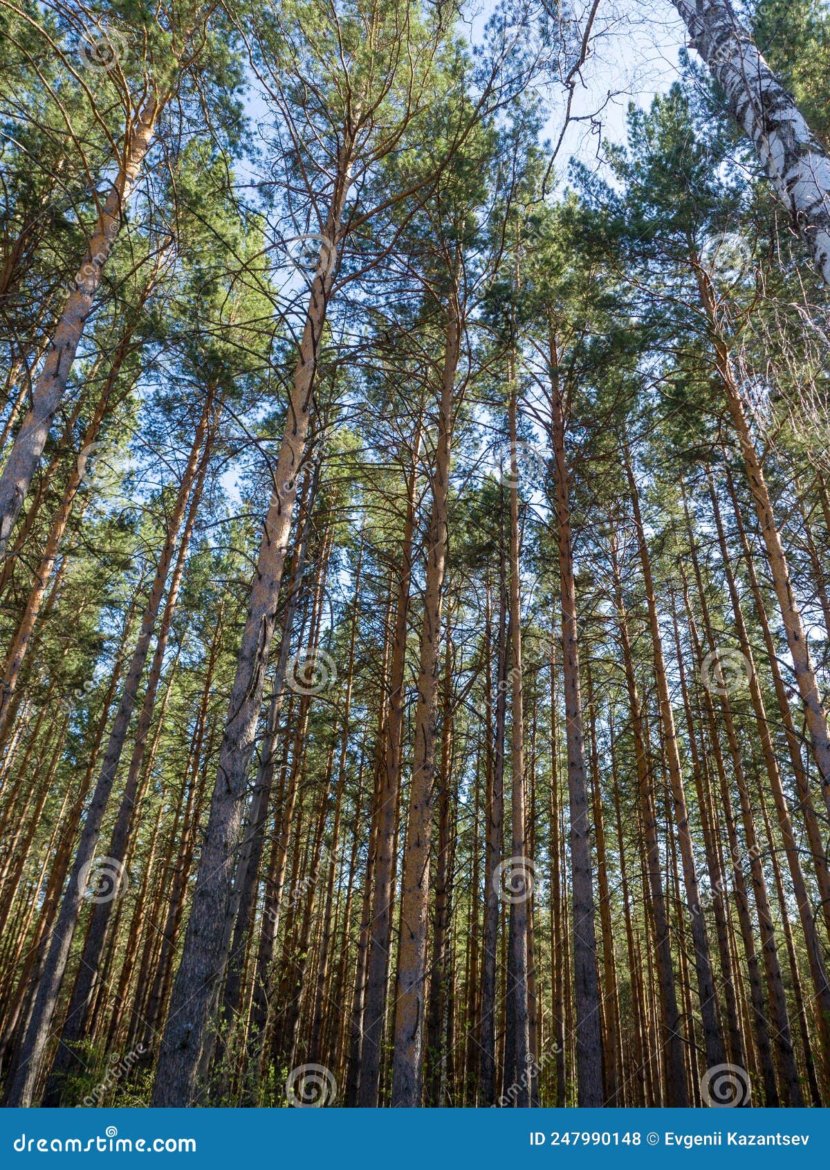 Pine Forest. Tall Tree Trunks Stretch Upwards Stock Photo - Image of ...