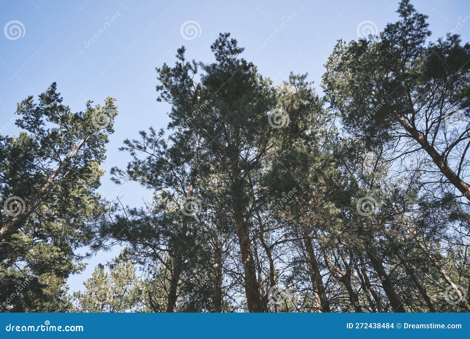 Pine Forest with Tall Trees View from Below. Stock Photo - Image of ...
