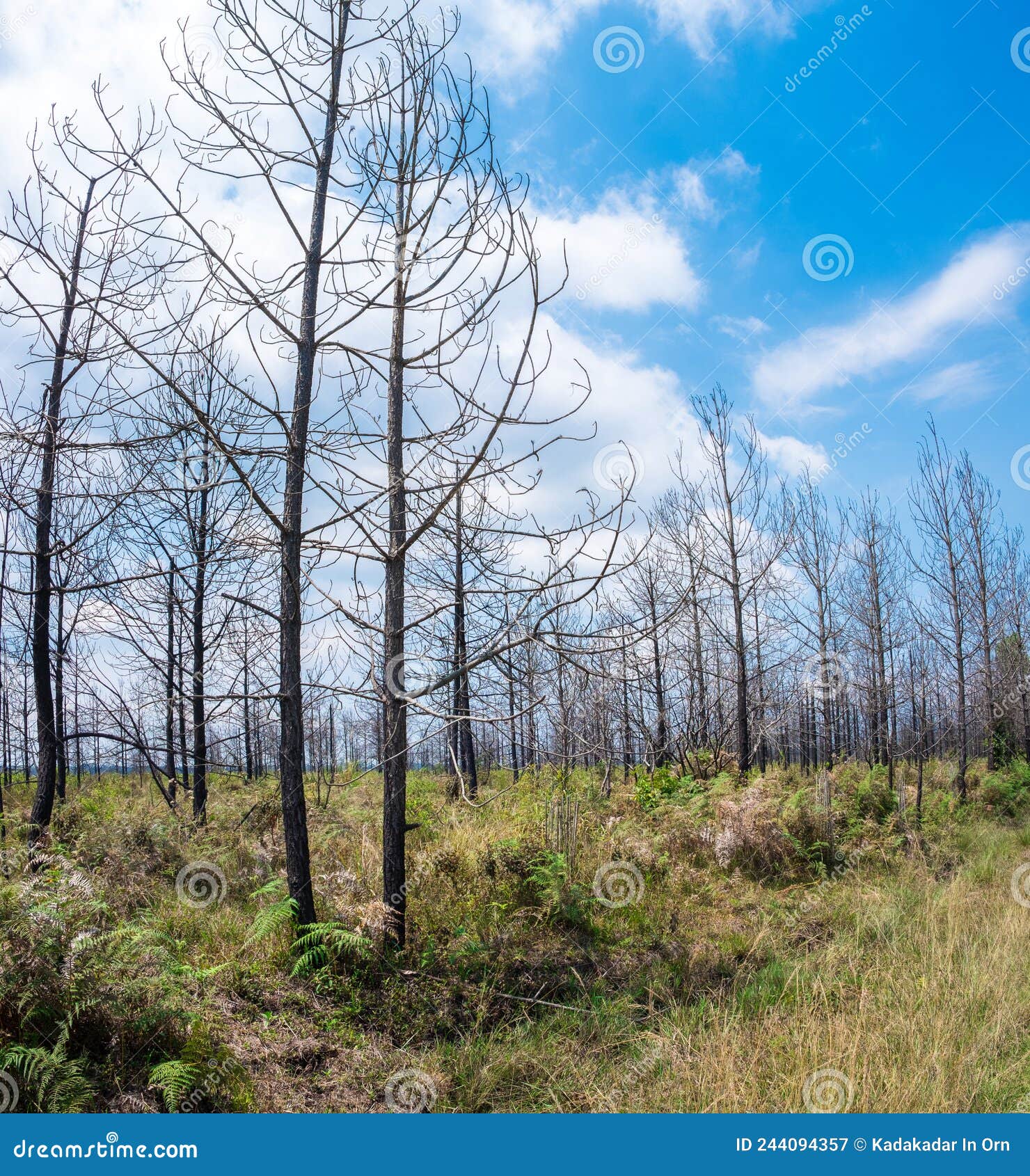 The Burnt Pine Forest is Recovering 002 Stock Image - Image of bushfire ...