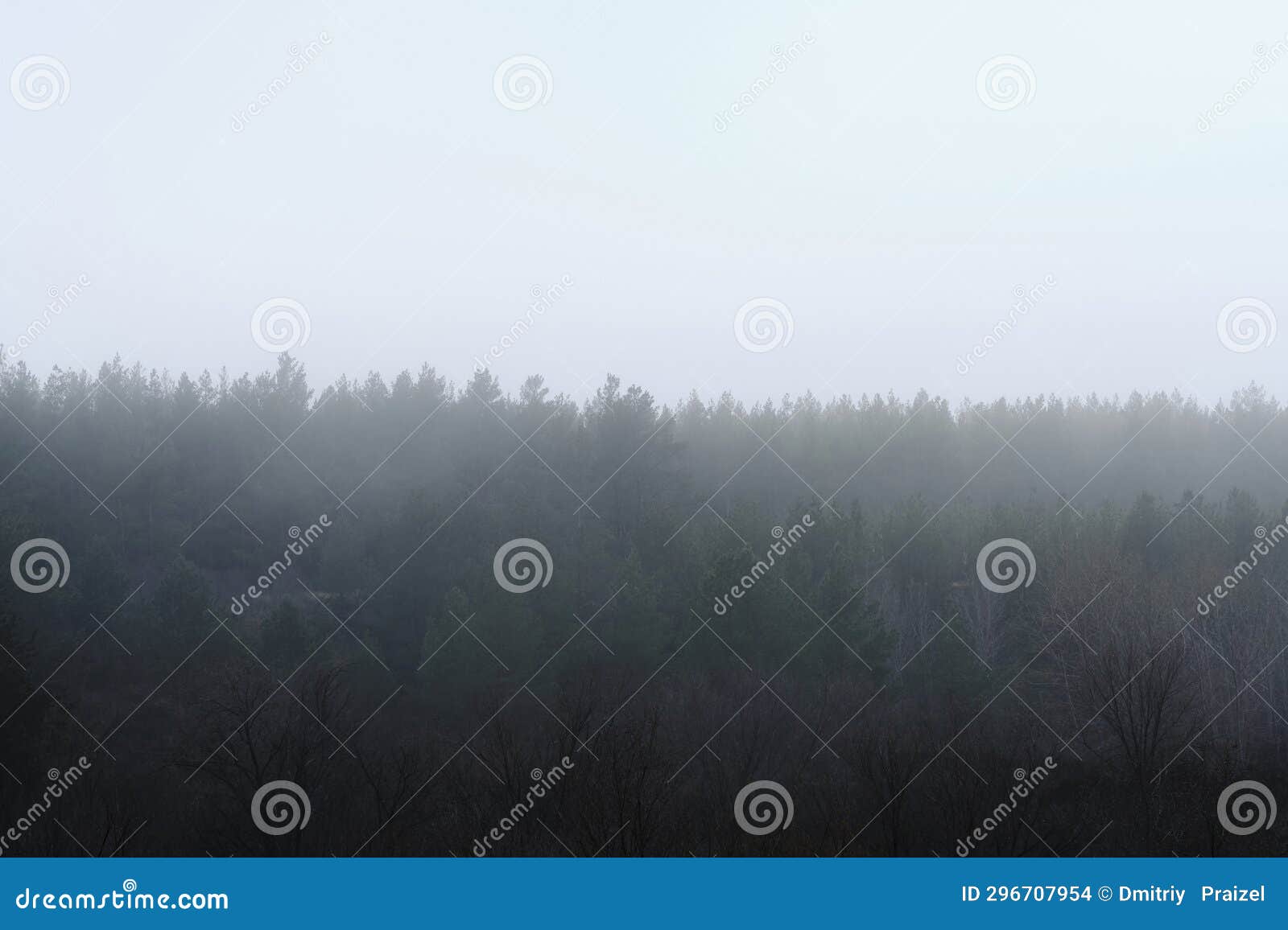 Pine Forest in Thick Fog. Pine Tops in Dense Fog. Stock Photo - Image ...