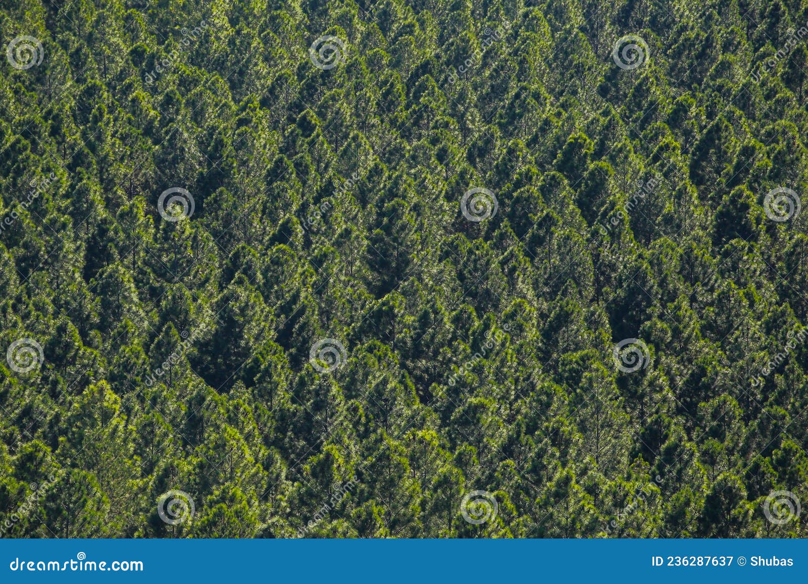 Top View Of The Coniferous Forest. Royalty-Free Stock Image ...