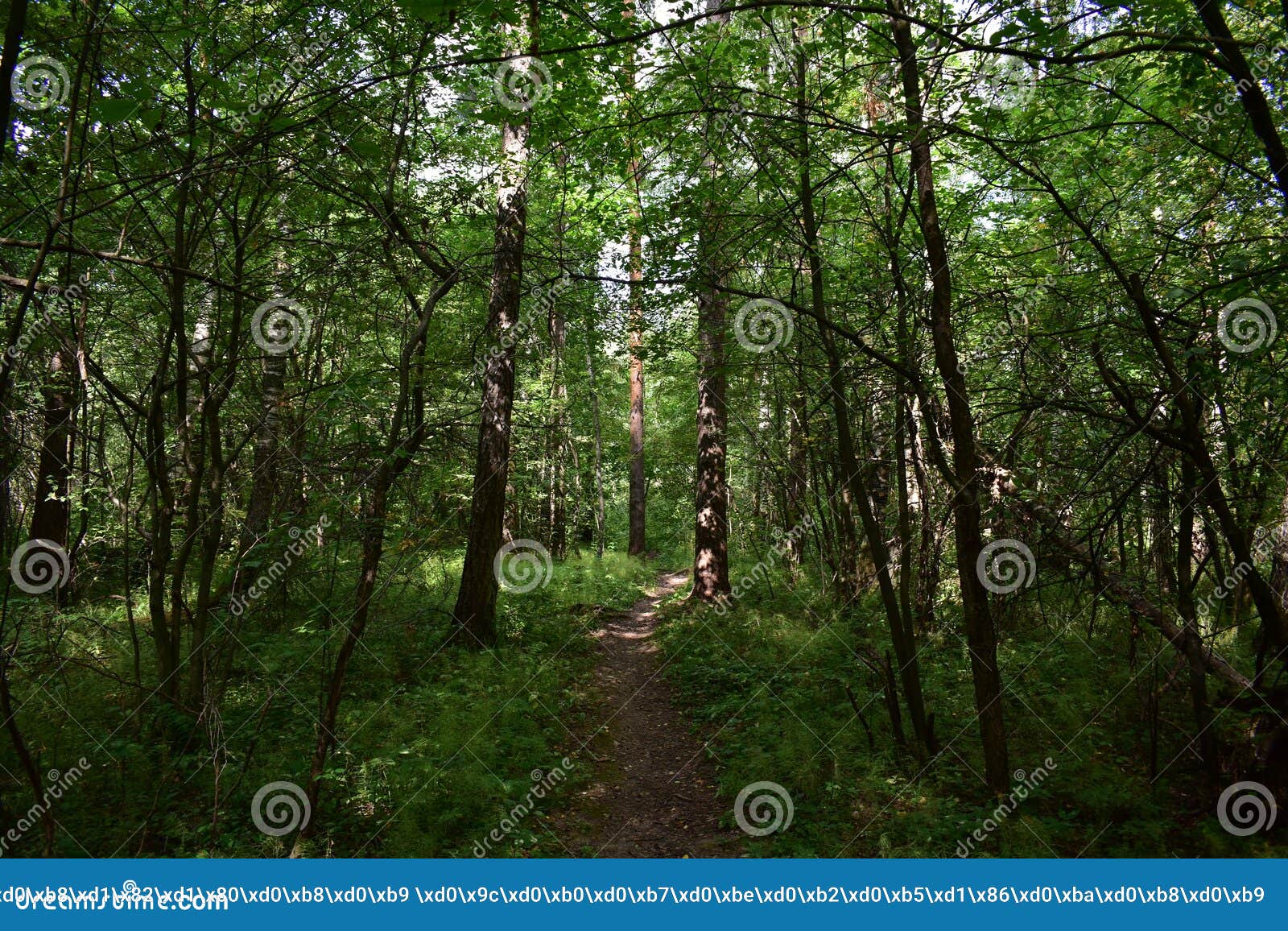 Pine Forest. a Trail through the Forest. Coniferous and Deciduous Trees ...