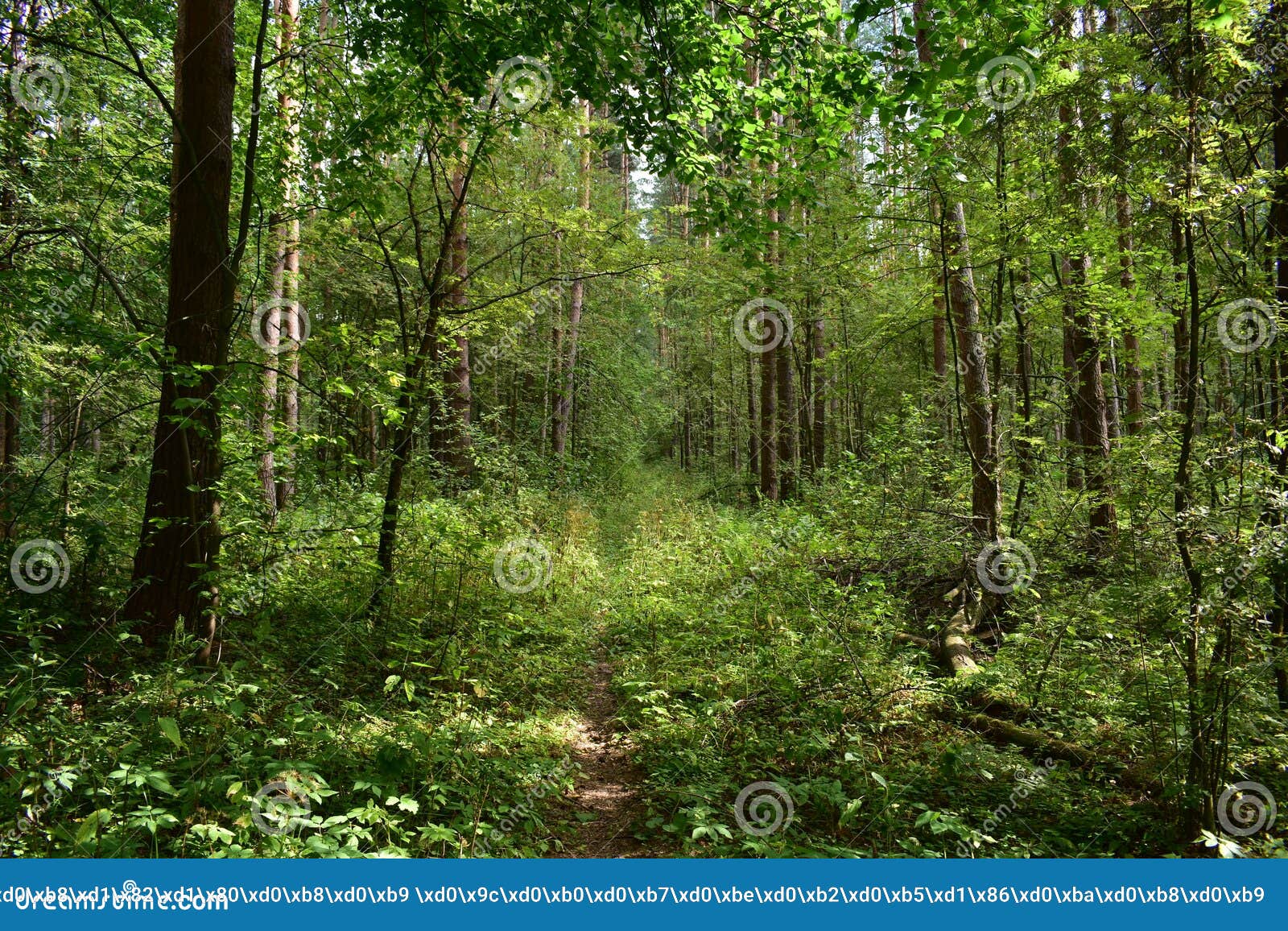 Pine Forest. a Trail through the Forest. Coniferous and Deciduous Trees ...