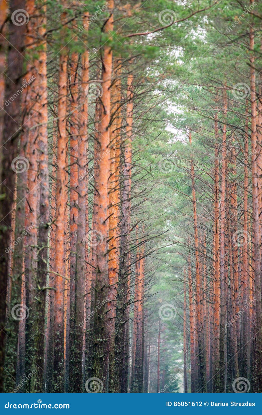 Pine forest and tree line stock photo. Image of bare - 86051612