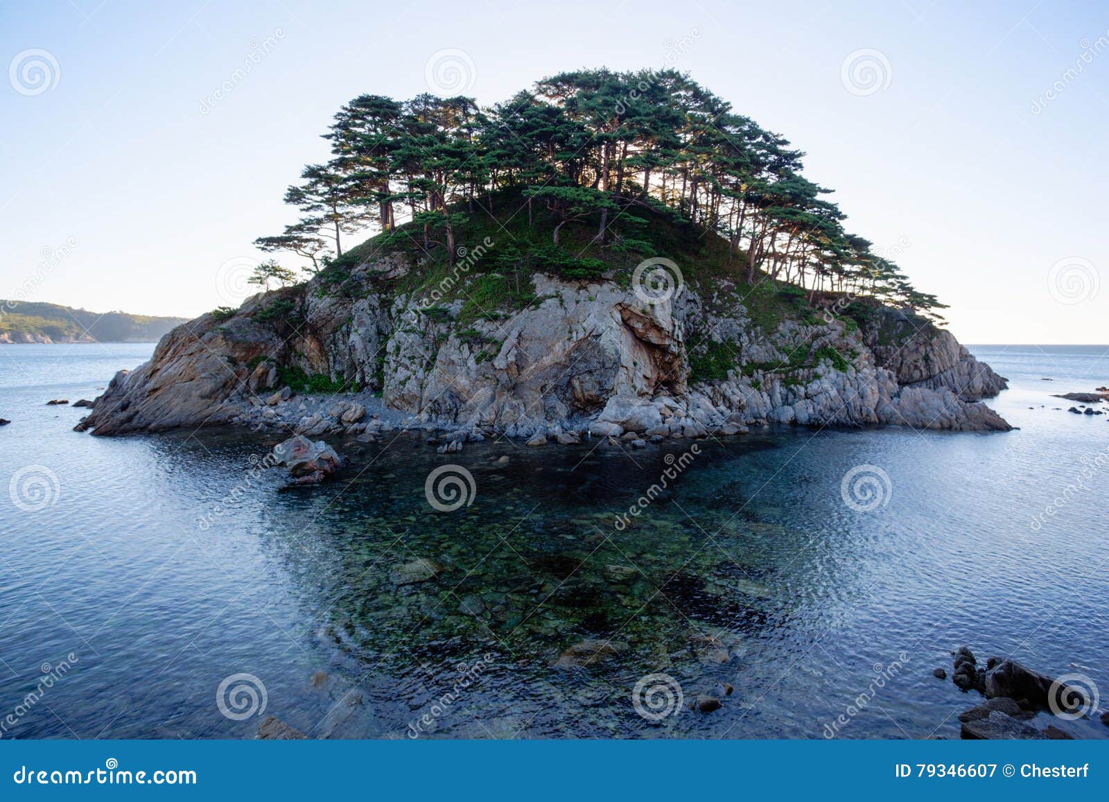 Pine Forest Tree by the Sea Stock Image - Image of summer, russia: 79346607