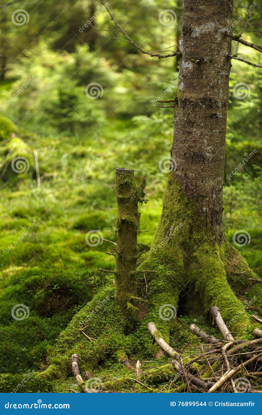 A pine forest with trees stock photo. Image of grasses - 76899544