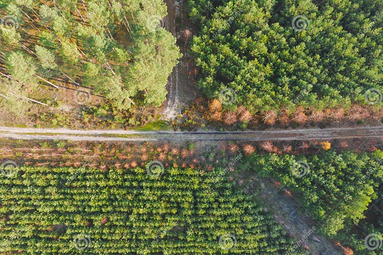 The Intersection of Forest Roads. View from the Drone. Stock Image ...