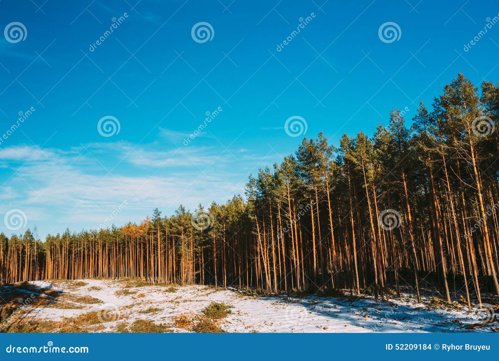 Pine Forest Under Deep Blue Sky, Russian Nature Stock Photo - Image of ...