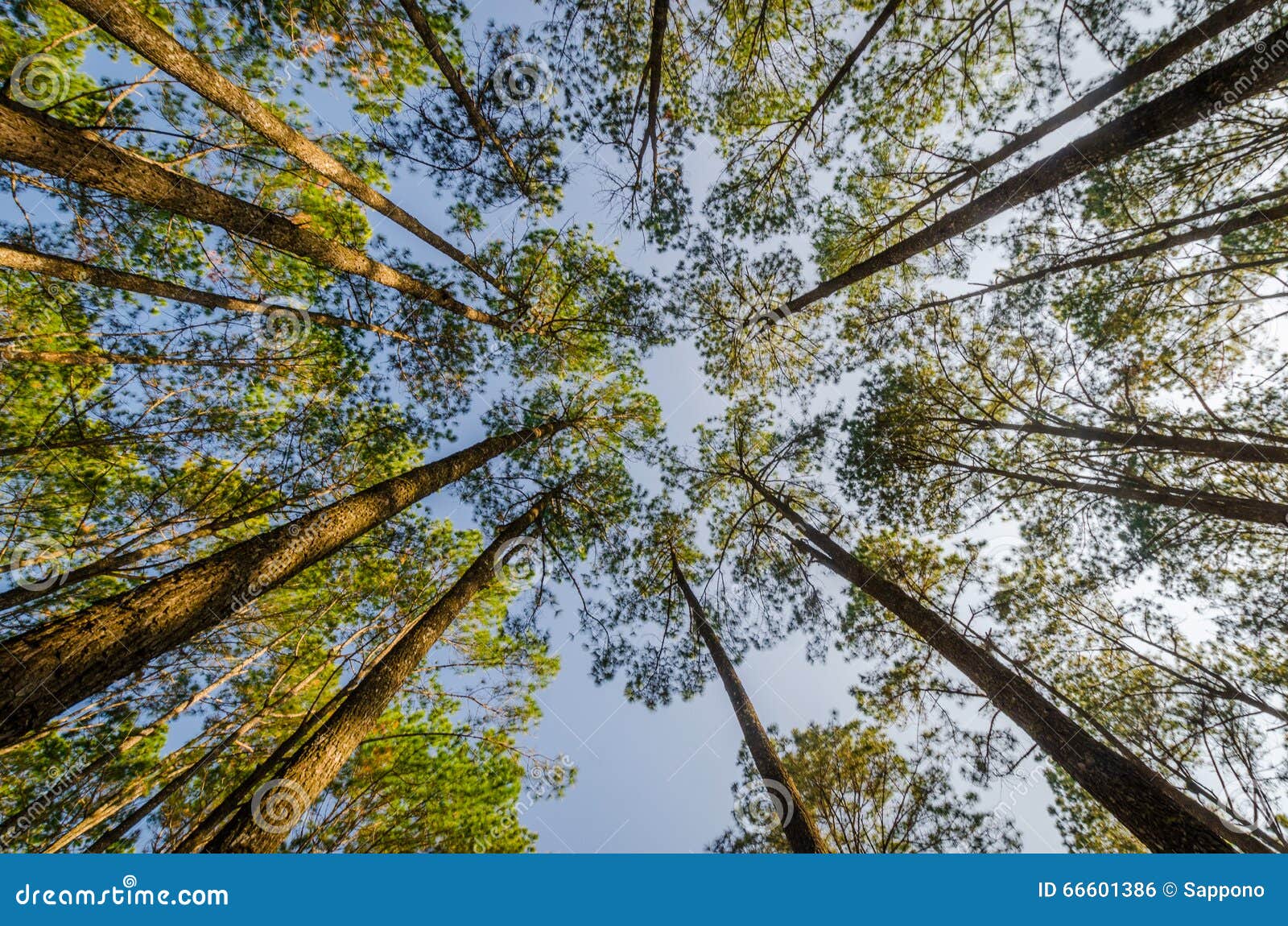 Pine forest stock photo. Image of nature, tree, beautiful - 66601386
