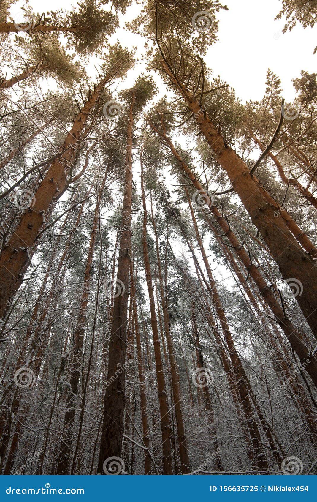 Pine forest up view stock image. Image of forest, look - 156635725