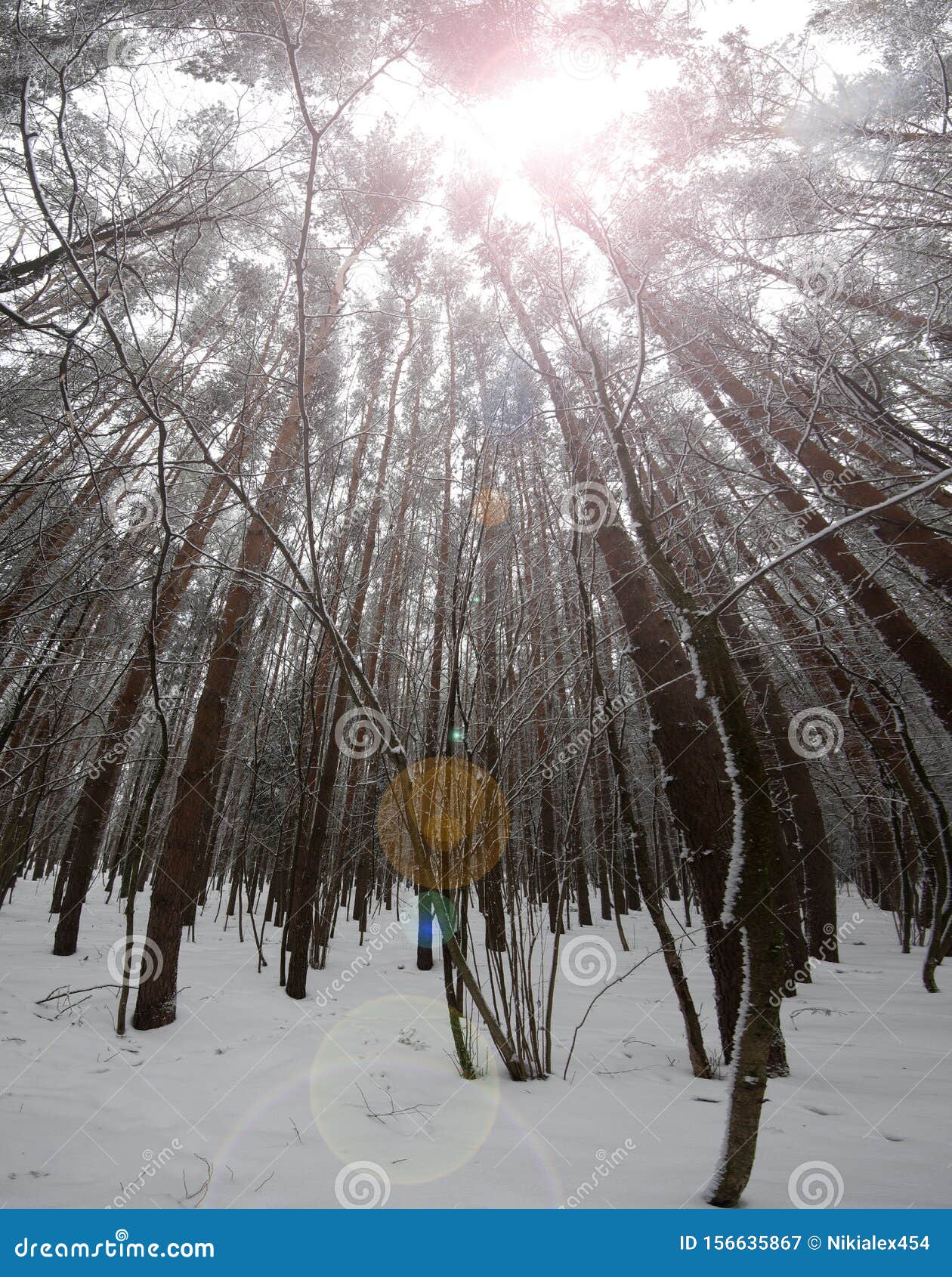 Pine forest up view stock image. Image of natural, bottom - 156635867