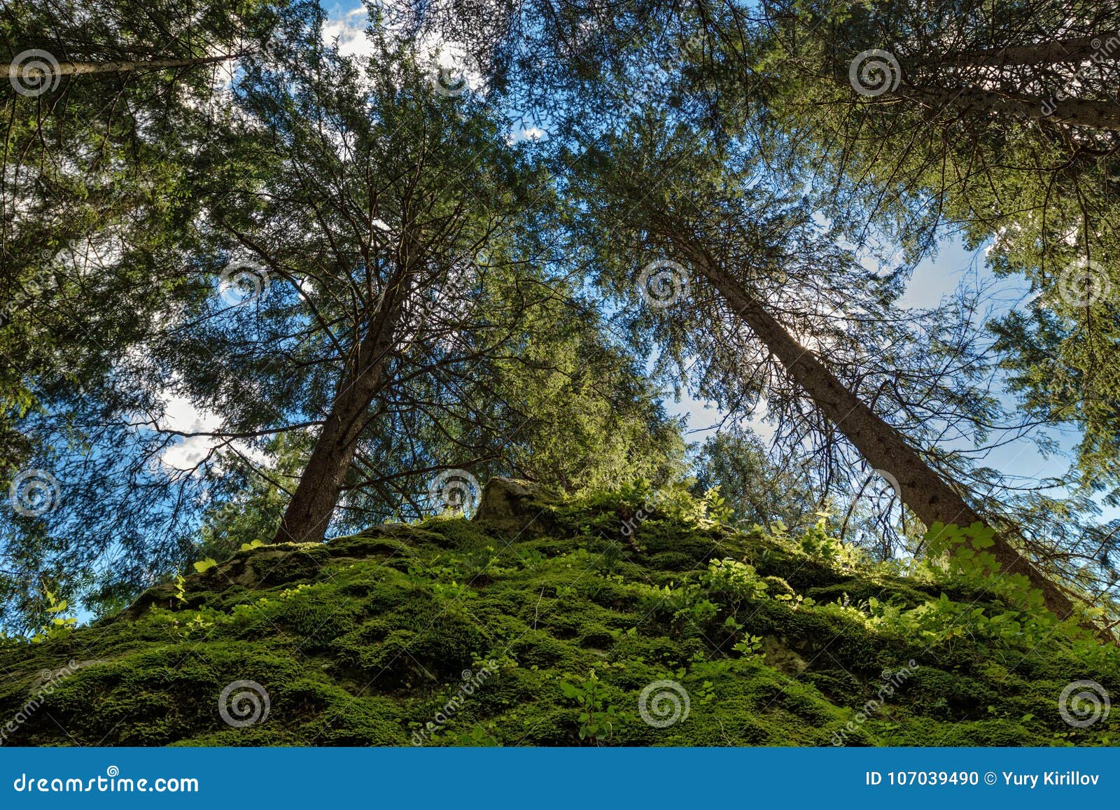 Pine forest upward view stock photo. Image of viewed - 107039490