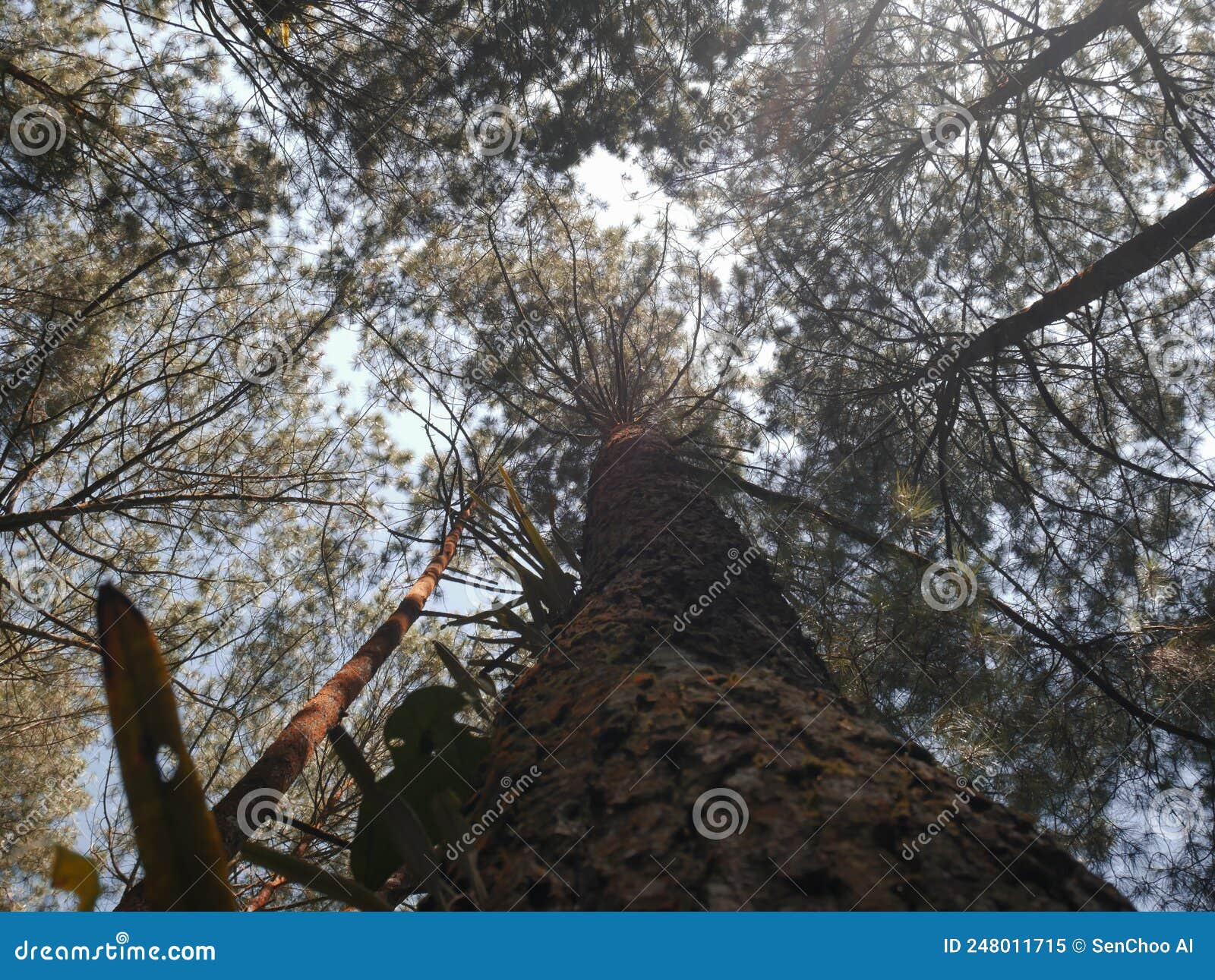 Pine Forest from Upward View Stock Image - Image of snow, flower: 248011715
