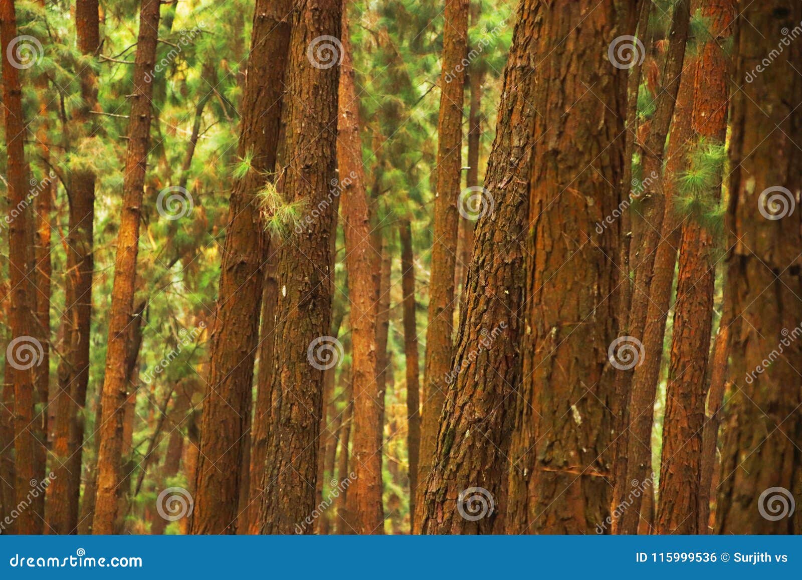 Pine trees stock photo. Image of kerala, india, pine - 115999536