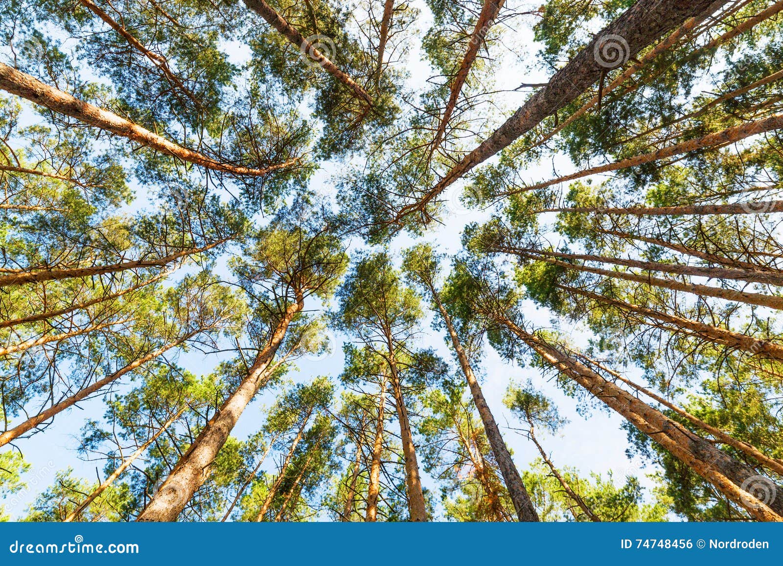 Pine Forest View from Below Stock Photo - Image of environment, sunny ...