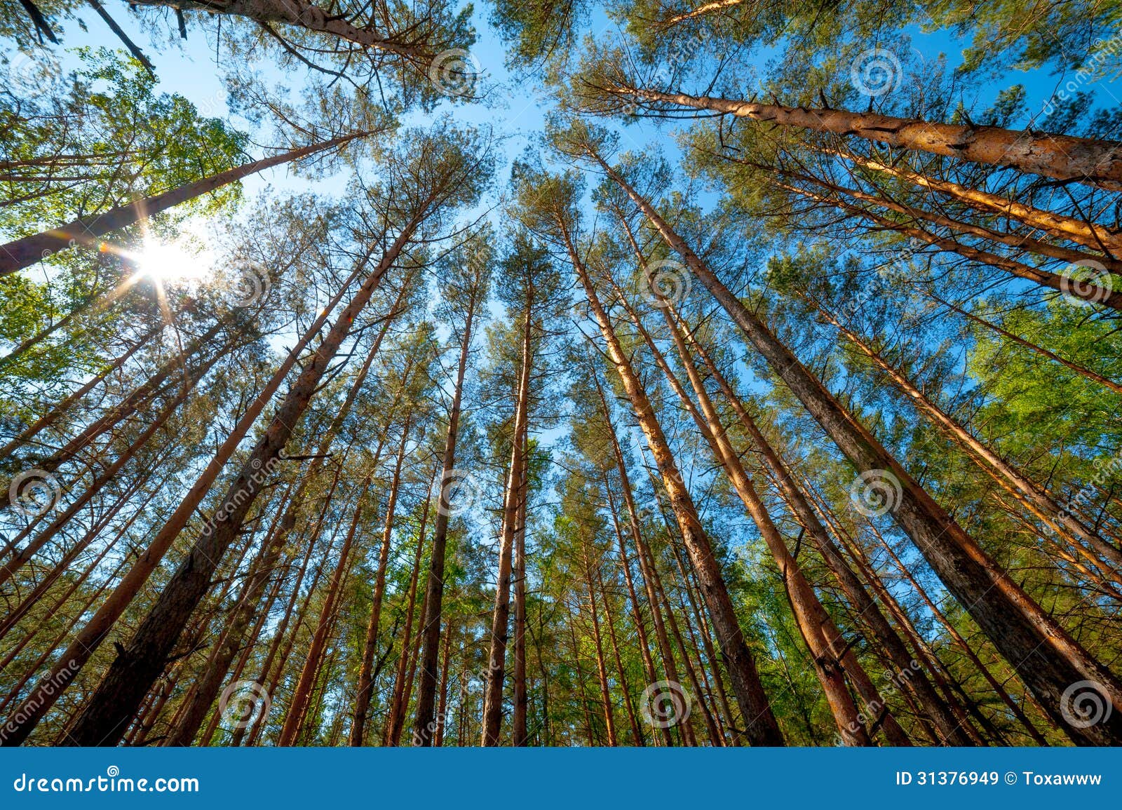Pine forest stock image. Image of beautiful, forest, view - 31376949