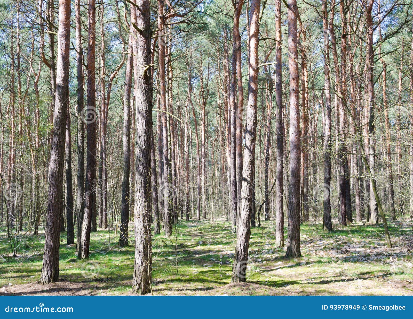 Pine Forest stock image. Image of environment, poland - 93978949