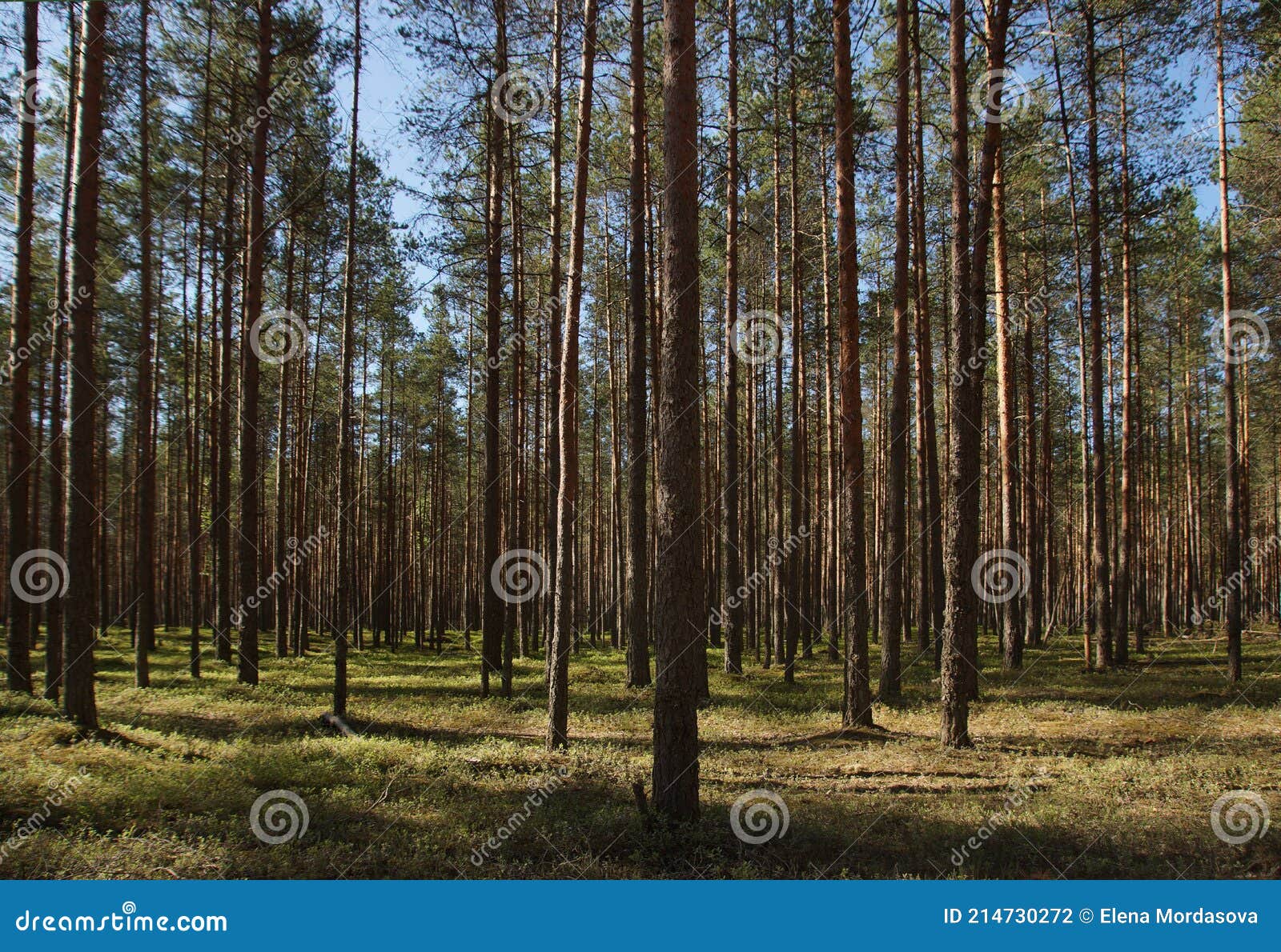 Pine Forest View with Straight Long Trees Stock Photo - Image of view ...