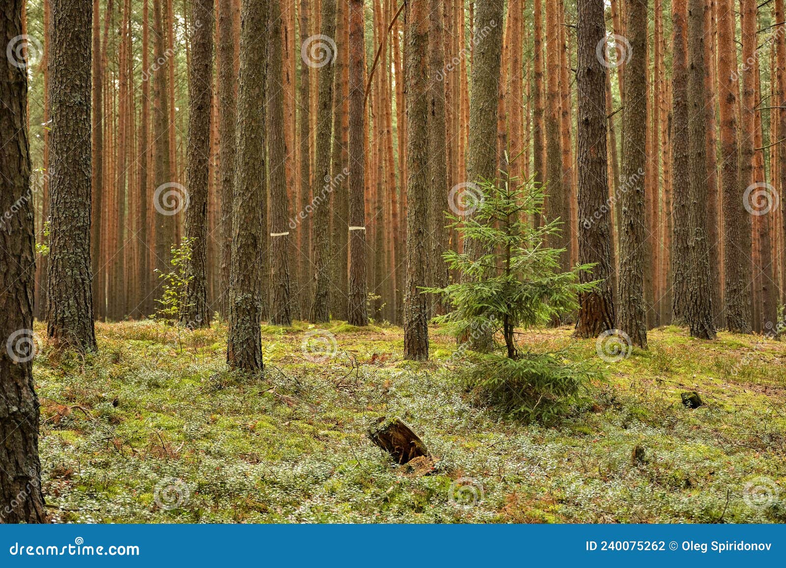 Pine Forest, Walk in the Forest, Tree Trunks Stock Photo - Image of ...
