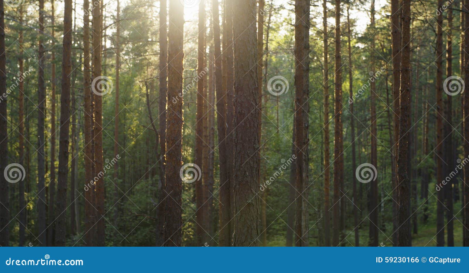 Pine Forest in Warm Summer Day Stock Photo - Image of movement, prores ...