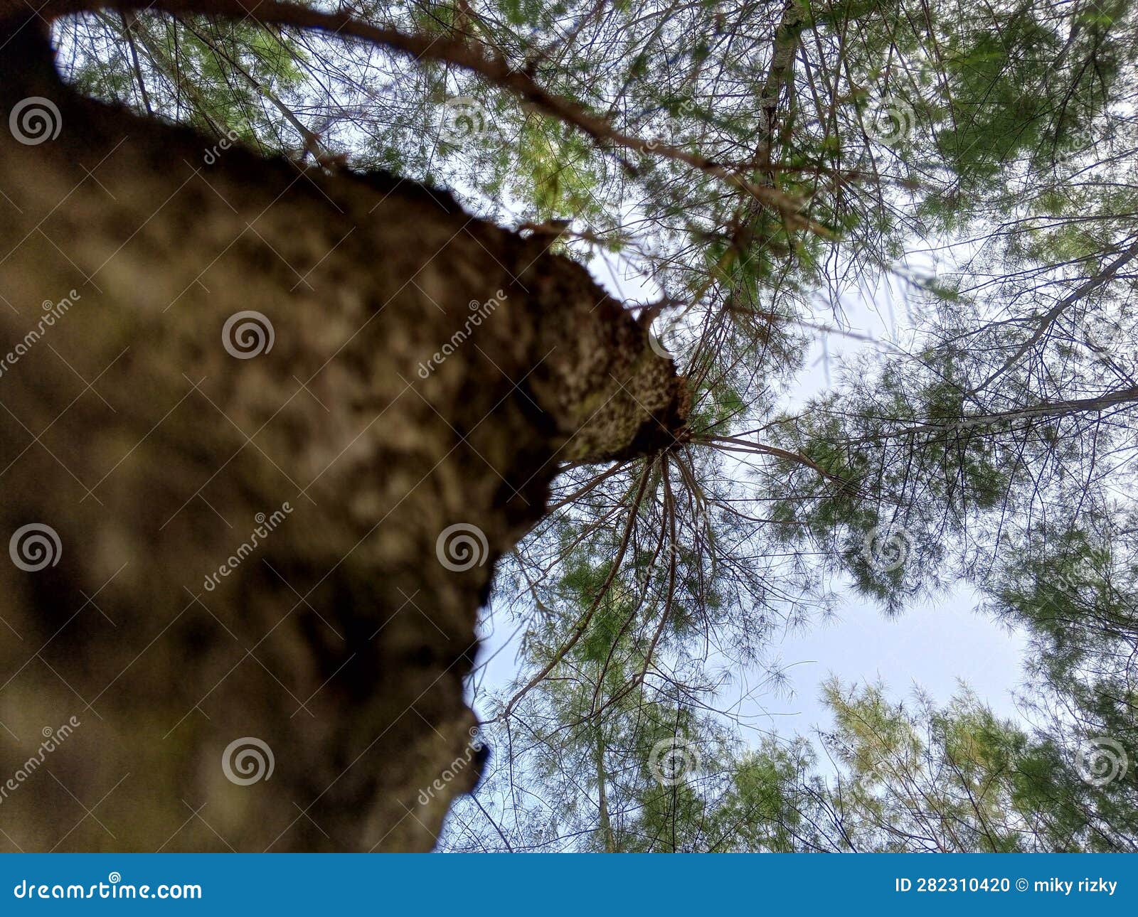 Pine Forest Which is One of the Natural Tourist Objects in Malang Stock ...