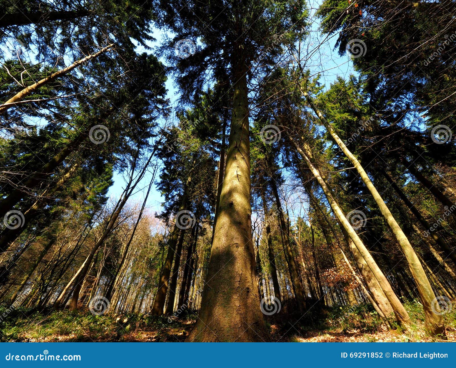 Pine Forest wide angle stock photo. Image of britain - 69291852