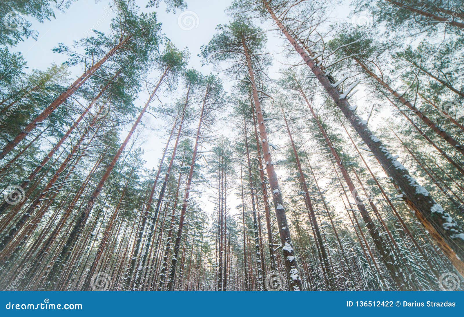 Pine Forest Wide and Low Angle Stock Photo - Image of outdoors, snowy ...