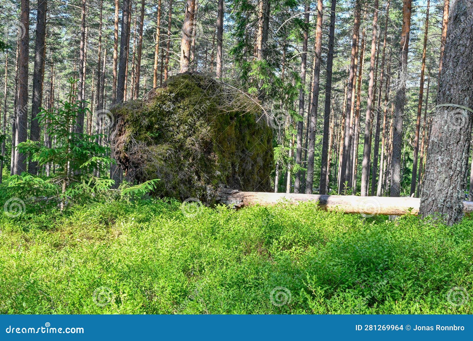 Pine Forest with Windthrow on Rock Hallsberg Sweden Stock Photo - Image ...