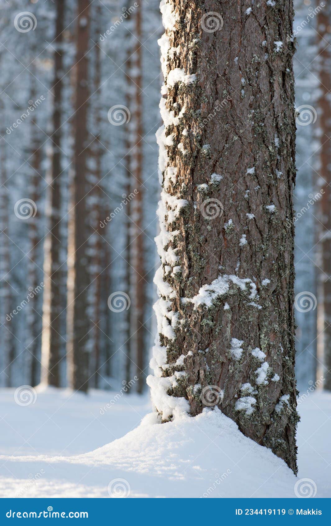 Snowy Pine Forest in Winter Stock Image - Image of covering, sylvestris ...