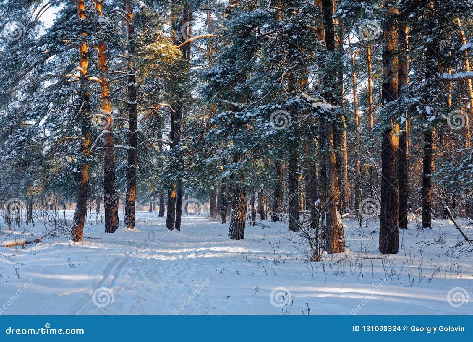 Pine forest, winter stock photo. Image of beautiful - 131098324