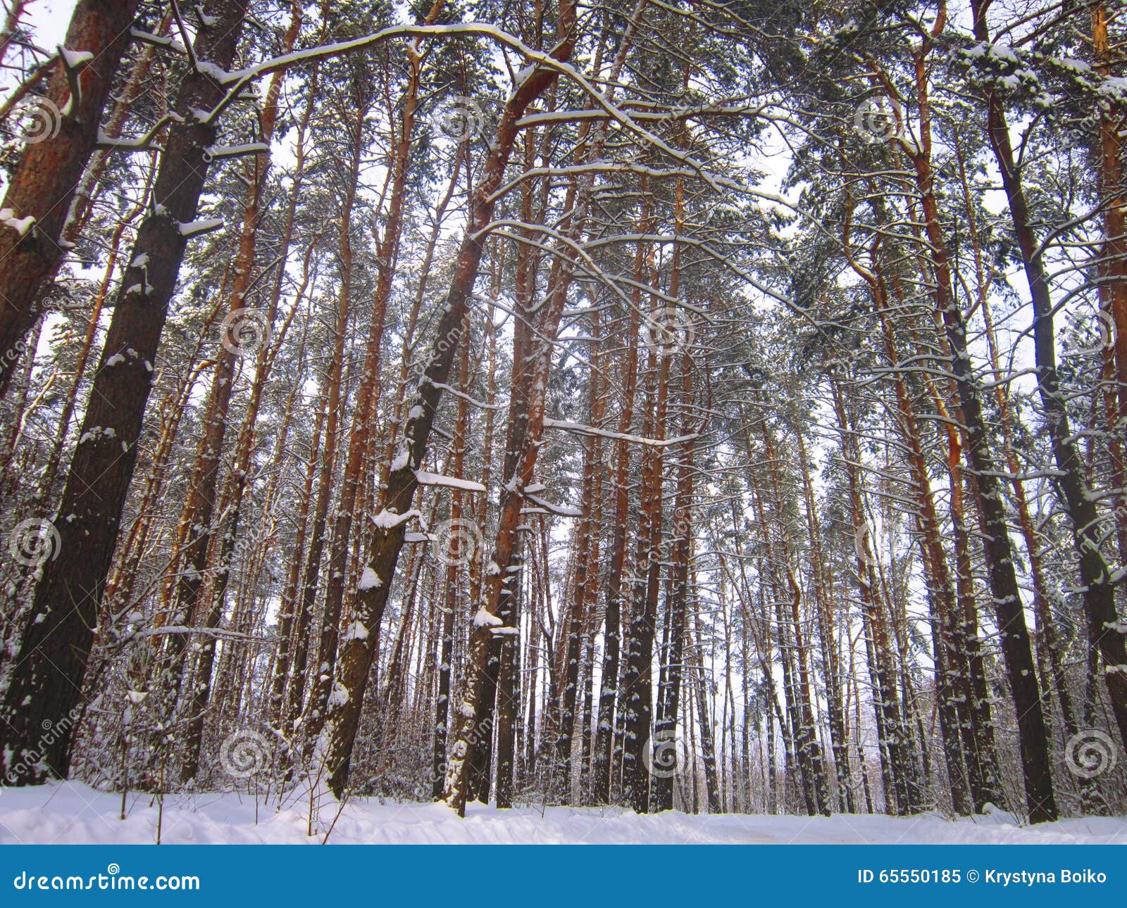 Pine forest in winter stock image. Image of heaven, foil - 65550185