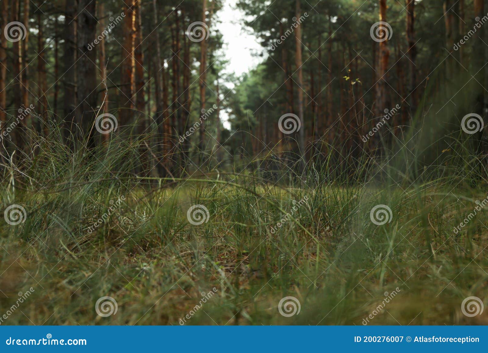 Pine Forest on a Wonderful Bright Day Stock Image - Image of ...