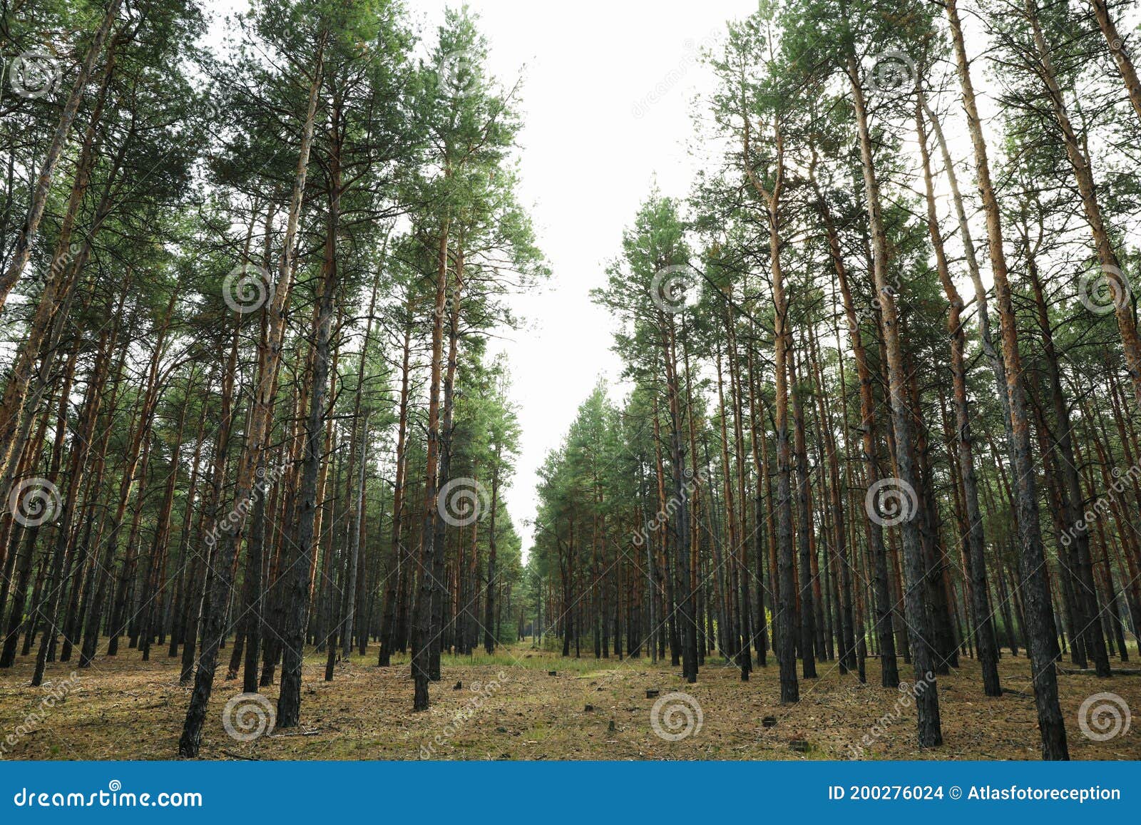 Pine Forest on a Wonderful Bright Day Stock Photo - Image of growth ...